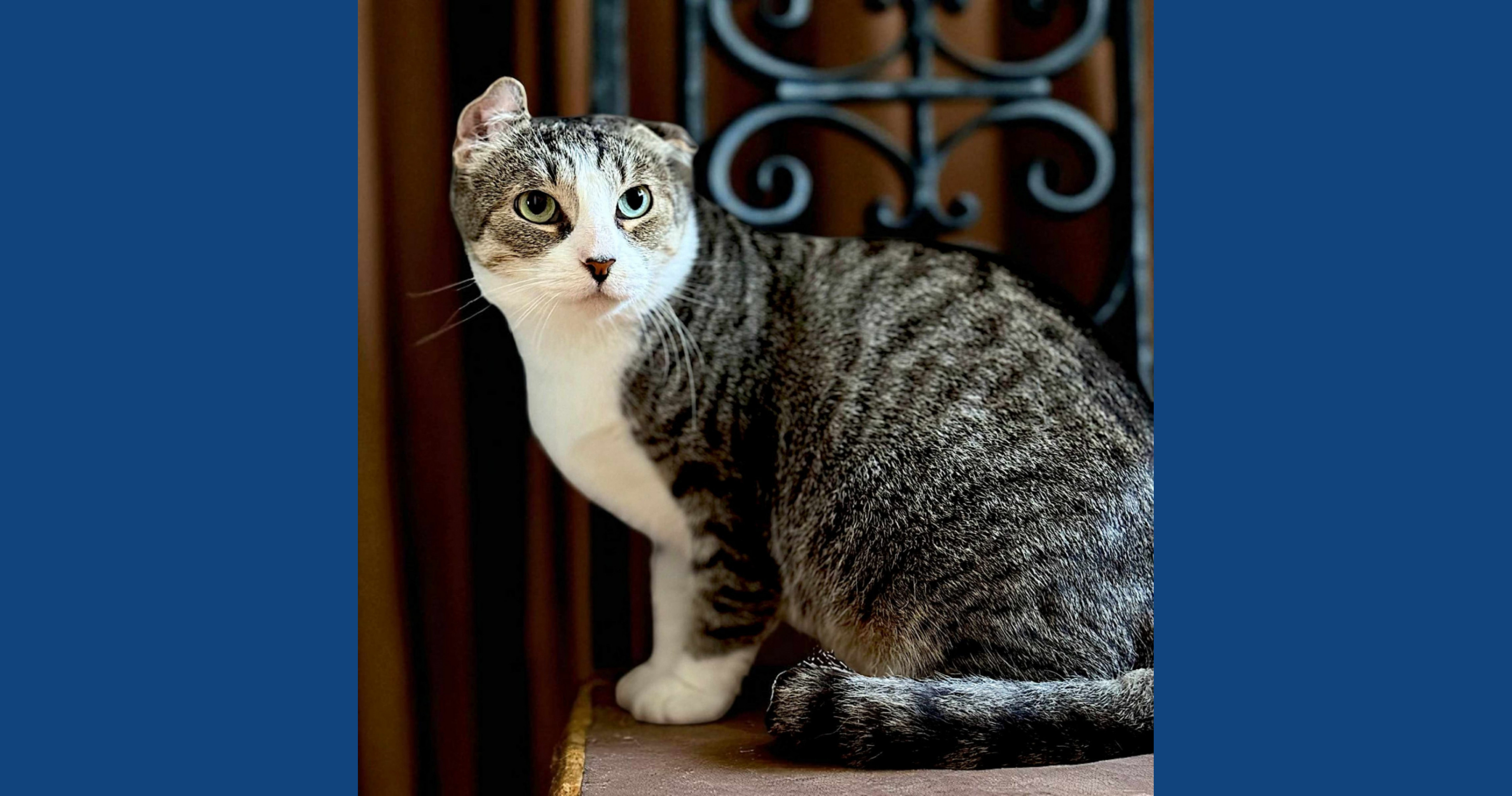 Manka gazdit keres - Örökbefogadlak.hu